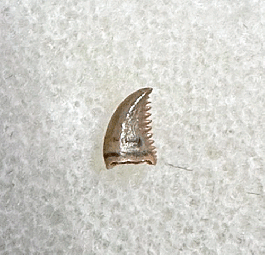 Pectinodon tooth | Buried Treasure Fossils