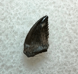 Canadian Albertavenator tooth | Buried Treasure Fossils