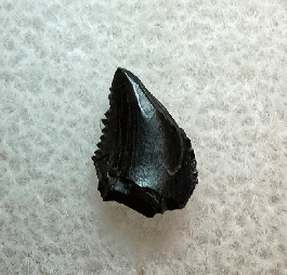 Canadian Albertavenator tooth for sale | Buried Treasure Fossils