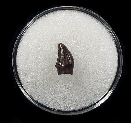 Large Pachychephalosaurus incisor tooth for sale | Buried Treasure Fossils