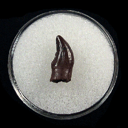Large Pachychephalosaurus incisor tooth for sale | Buried Treasure Fossils