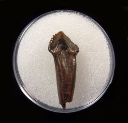 Quality Pachychephalosaurus maxillary tooth for sale | Buried Treasure ...
