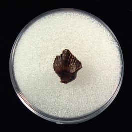 Real Pachy tooth for sale | Buried Treasure Fossils
