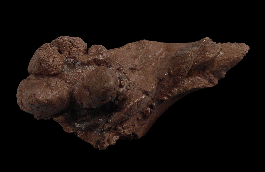 Large Pachy skull section for sale | Buried Treasure Fossils