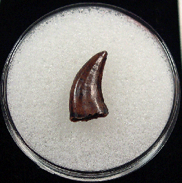 Rare Acheroraptor tooth for sale | Buried Treasure Fossils