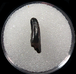 Large Dromaeosaurus premaxillary tooth for sale | Buried Treasure Fossils