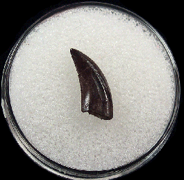 Large Acheroraptor tooth for sale | Buried Treasure Fossils