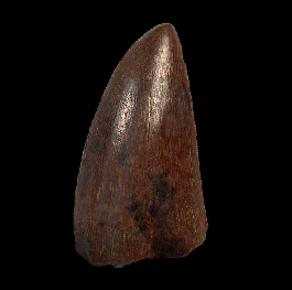 Huge T rex tooth for sale | Buried Treasure Fossils