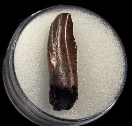 T. rex tooth section for sale | Buried Treasure Fossils