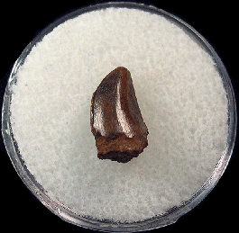 T. rex tooth shard | Buried Treasure Fossils