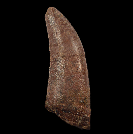 Gorgosaurus tooth | Buried Treasure Fossils