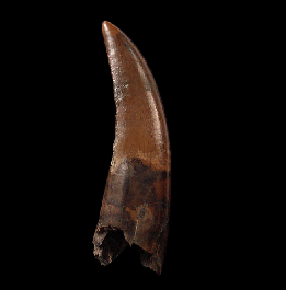 Canadian Albertosaurus tooth | Buried Treasure Fossils