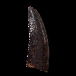 Gorgosaurus tooth - Two Medicine Formation | Buried Treasure Fossils