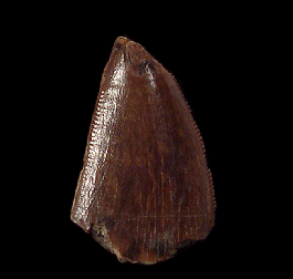 Colorful Gorgosaurus tooth for sale | Buried Treasure Fossils