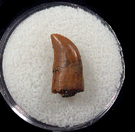 Canadian Albertosaurus tooth | Buried Treasure Fossils