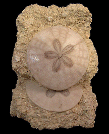 Bordeaux Scutella sand dollars | Buried Treasure Fossils