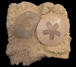 Scutella paulensis sand dollar for sale | Buried Treasure Fossils