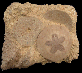 Bordeaux Scutella sand dollars for sale | Buried Treasure Fossils