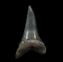 Golden Beach Bone Valley Mako tooth for sale | Buried Treasure Fossils