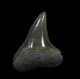 Carcharodon hastalis tooth from Florida | Buried Treasure Fossils