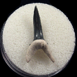 Real Florida Carcharhinus taurus tooth for sale | Buried Treasure Fossils