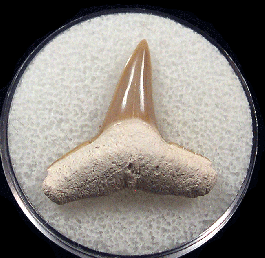 Bone Valley Negaprion shark tooth | Buried Treasure Fossils