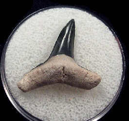 Florida Lemon shark tooth Buried Treasure Fossils