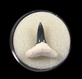Bone Valley Negaprion tooth for sale | Buried Treasure Fossils