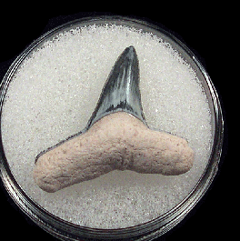 Colorful Florida Negaprion tooth for sale | Buried Treasure Fossils