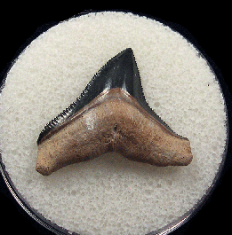 Extra Large Bone Valley Bull shark tooth | Buried Treasure Fossils