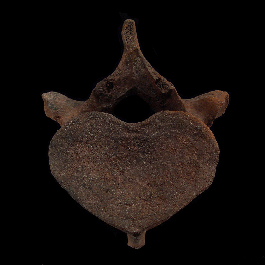 Trichechus vertebra - Manatee | Buried Treasure Fossils