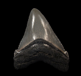 Georgia Otodus chubutensis tooth | Buried Treasure Fossils