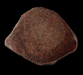 Colorado Gem Bone | Buried Treasure Fossils