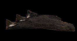 Edestus heinrichi