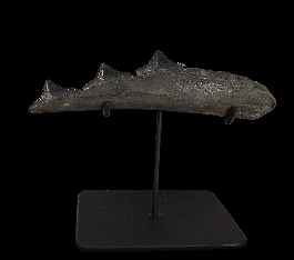 Edestus whorl | Buried Treasure Fossils