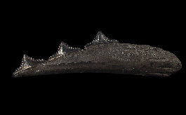 Edestus whorl | Buried Treasure Fossils