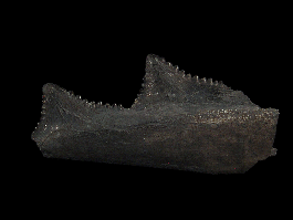 Large Edestus heinrichi tooth | Buried Treasure Fossils