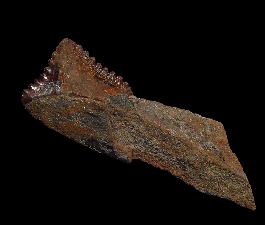 Edestus shark tooth | Buried Treasure Fossils