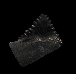 Rare Edestus heinrichi tooth for sale | Buried Treasure Fossils