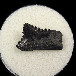 Edestus shark tooth for sale | Buried Treasure Fossils
