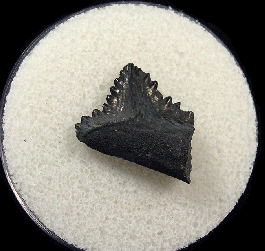 Paleozoic Edestus tooth for sale | Buried Treasure Fossils