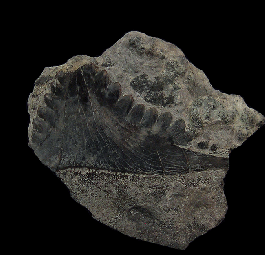 Edestus minor tooth for sale | Buried Treasure Fossils