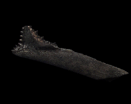 Edestus minor shark tooth for sale | Buried Treasure Fossils