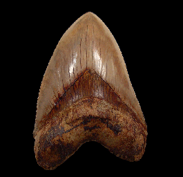 Large West Java Megalodon tooth for sale | Buried Treasure Fossils