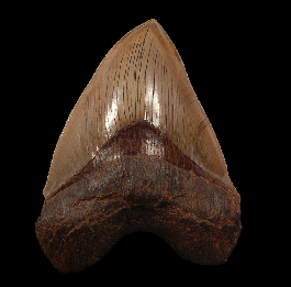 Huge Indonesian Megalodon Tooth For Sale Buried Treasure Fossils