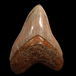 Quality West Java Otodus megalodon tooth for sale | Buried Treasure Fossils