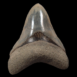 West Java Otodus megalodon tooth