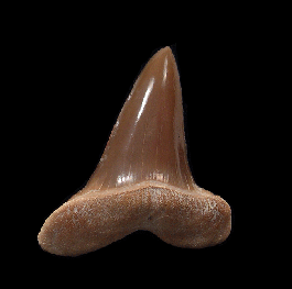 Kazakhstan Isurus praecursor tooth | Buried Treasure Fossils