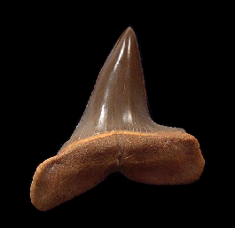 Rare Kazakhstan Carcharodon praecursor tooth | Buried Treasure Fossils