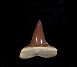 Rare Isurus praecursor for sale | Buried Treasure Fossils